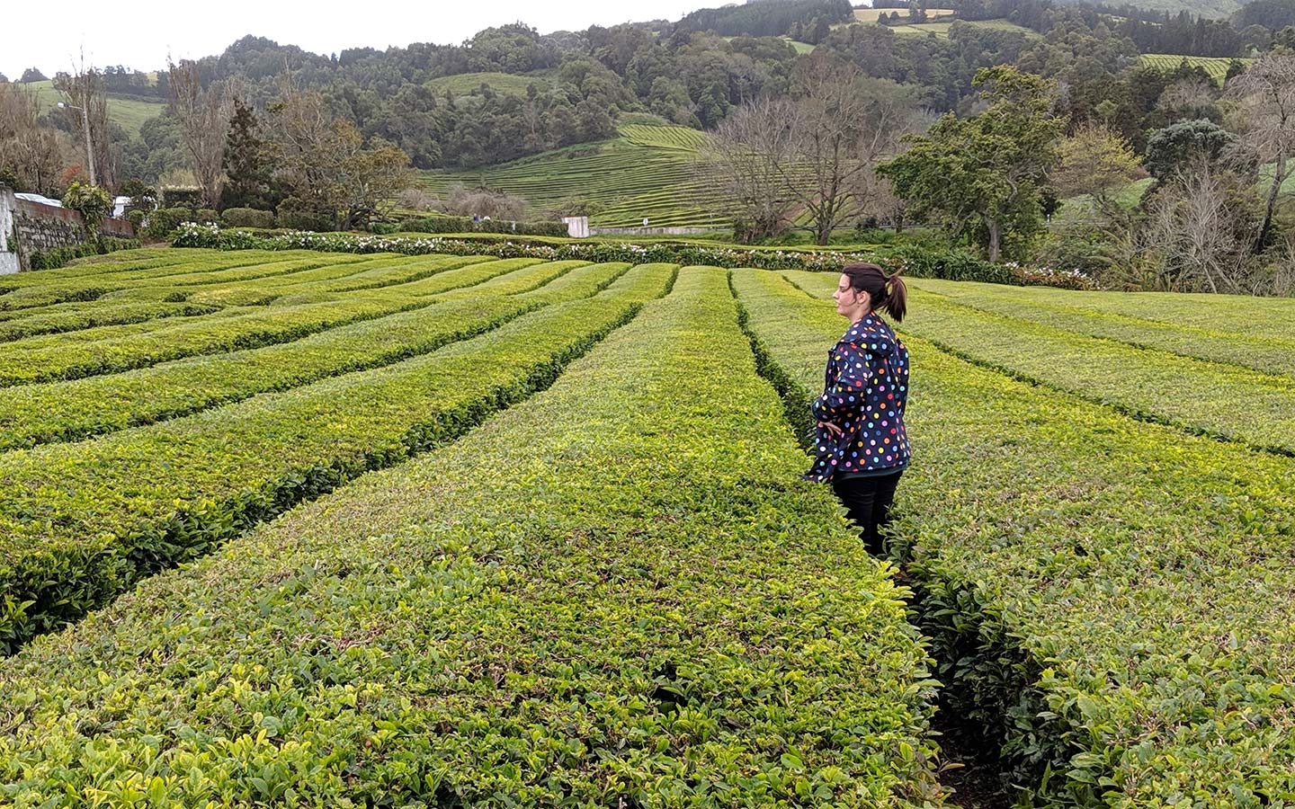 Azores Food Guide – What to eat in the Azores Islands