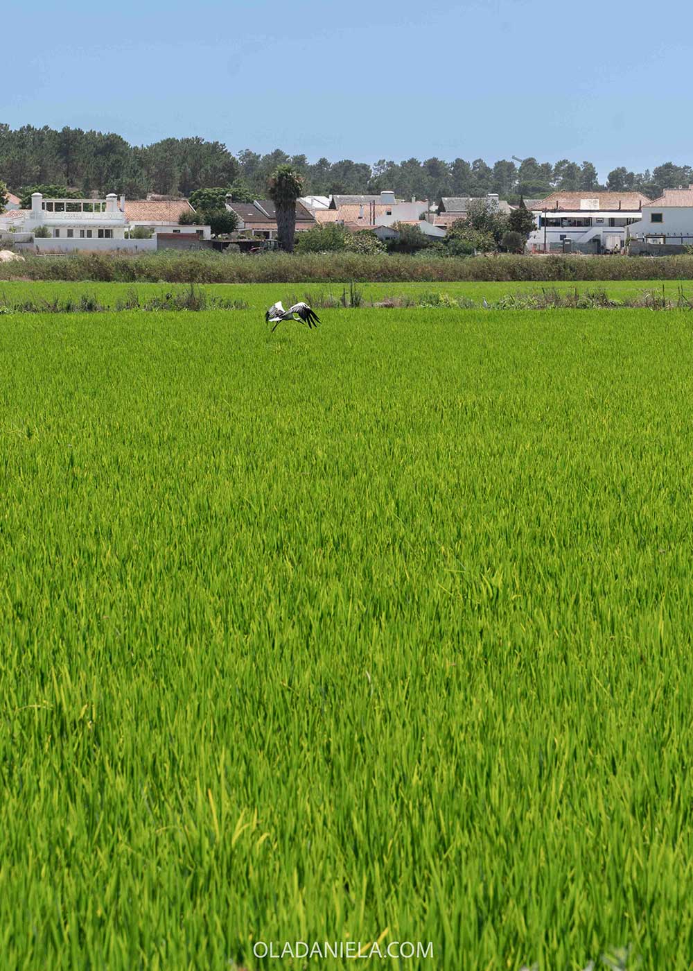 Your Ultimate Guide to Comporta, Portugal’s Luxe Beach Town