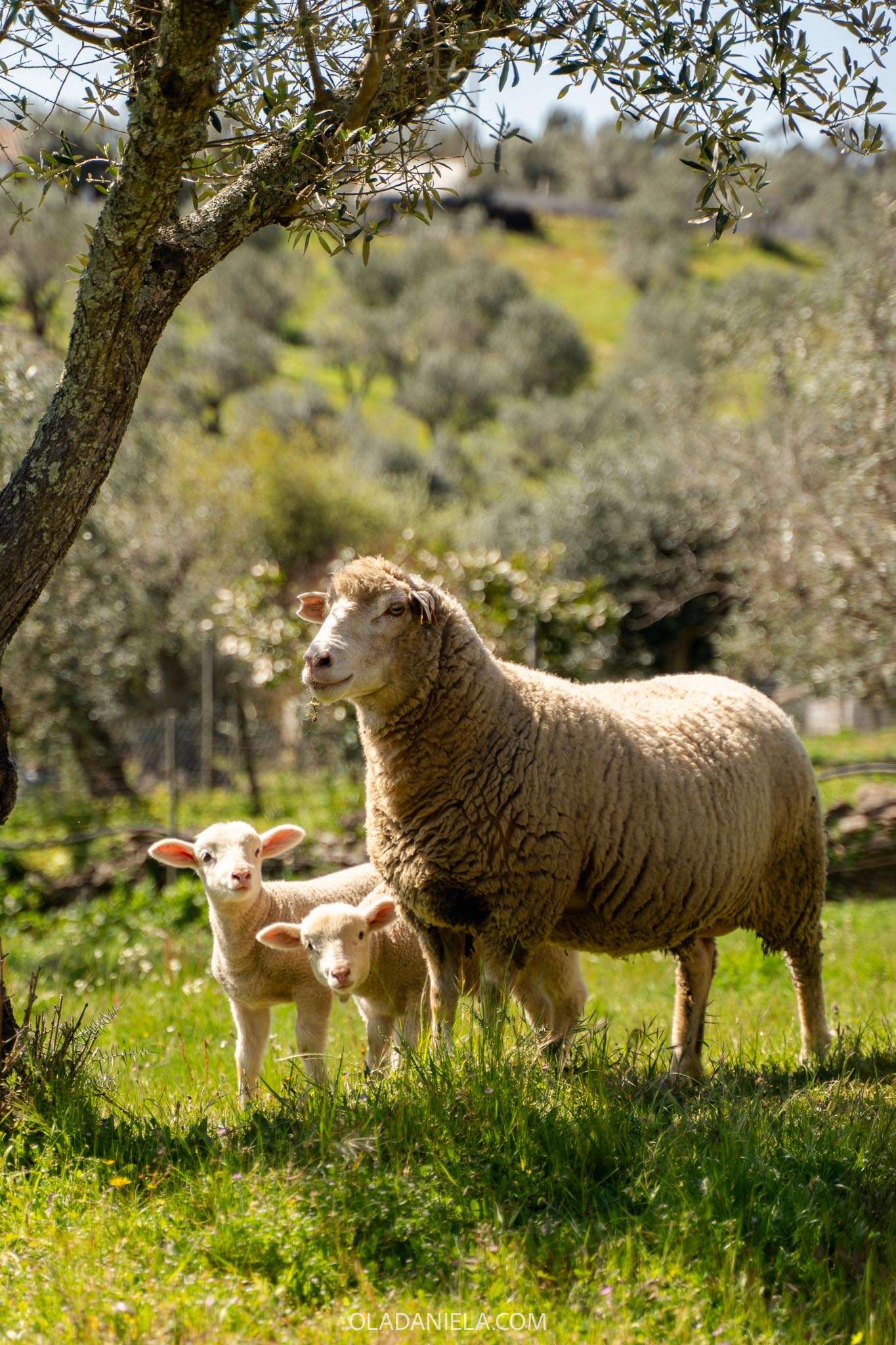 9 Places to Visit in Portugal This Spring – Olá Daniela