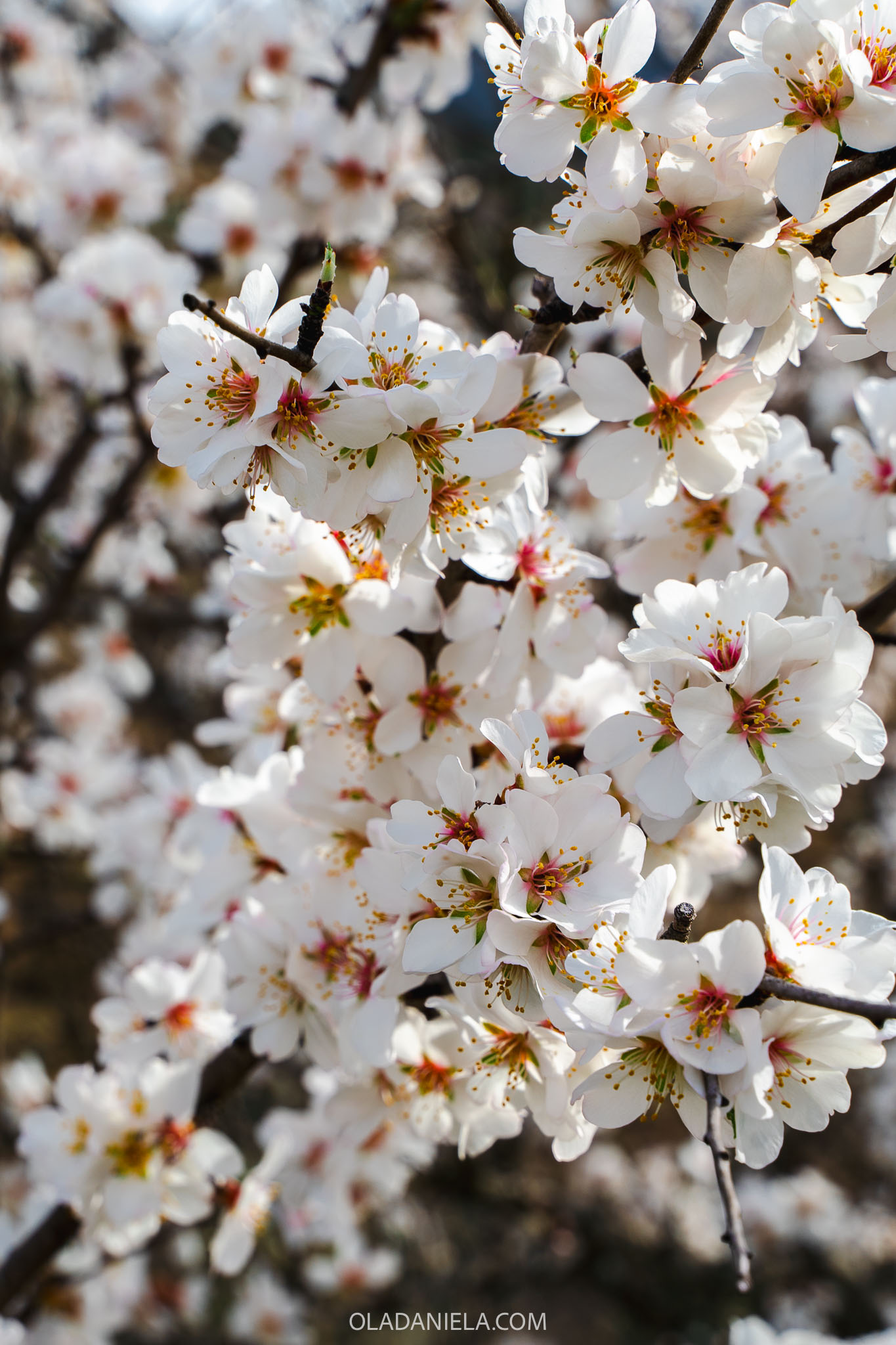 9 Places to Visit in Portugal This Spring – Olá Daniela