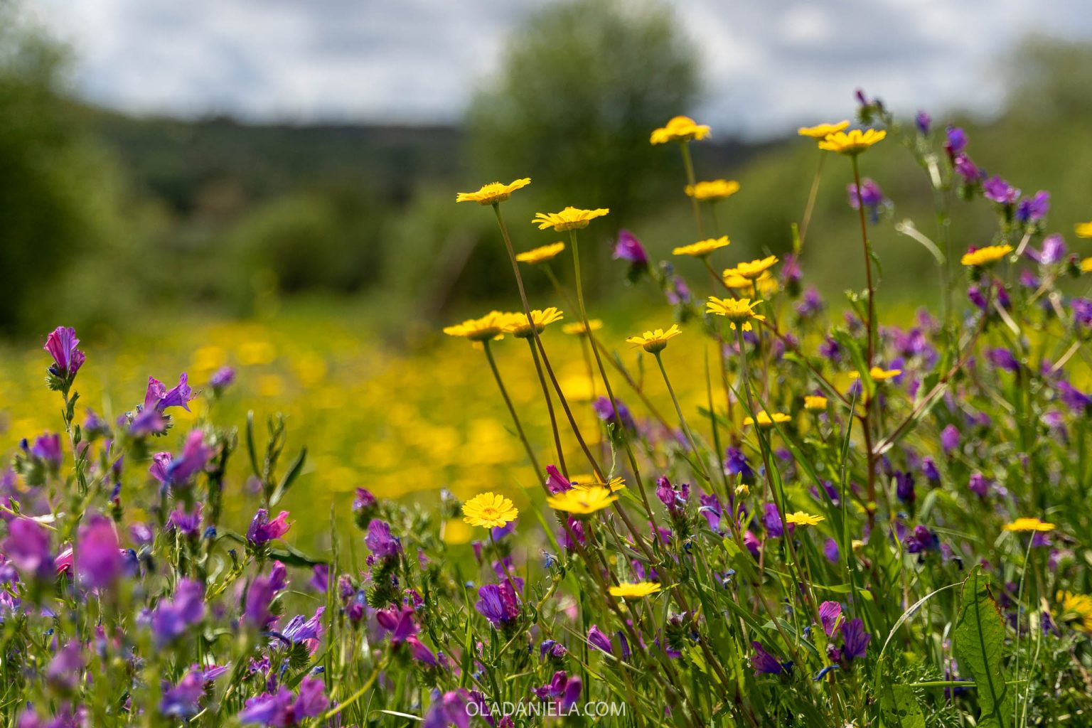 9 Places to Visit in Portugal This Spring – Olá Daniela